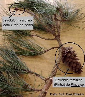 Ciências da Natureza: Reino Plantae (Metaphyta) - Gimnospermas