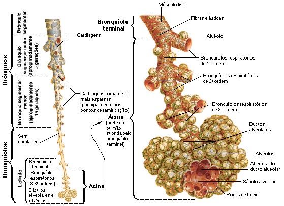 Sistema Respiratório \õ/: Brônquios e Bronquíolos