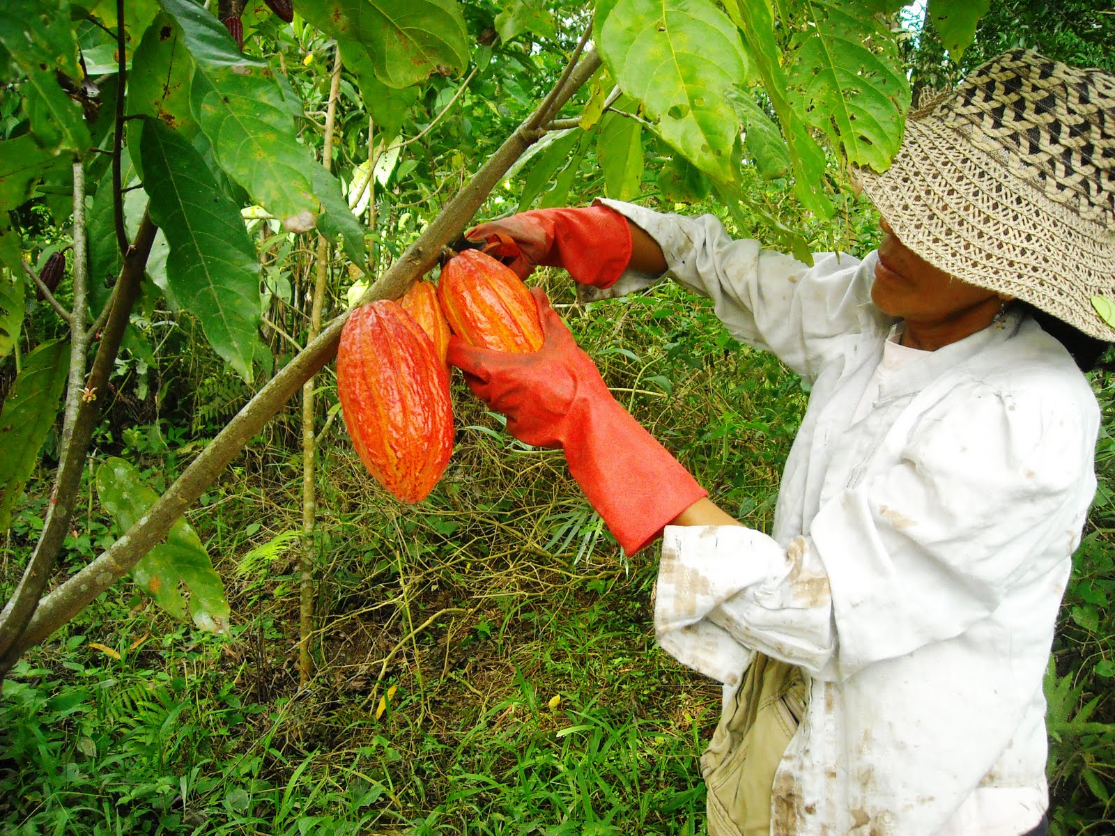 I Festival Nacional del Cacao Nativo PANGOA - VRAE: PROCESO DEL CACAO