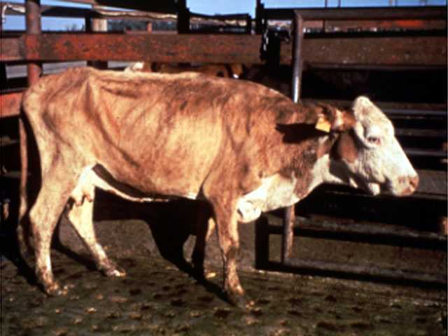 Paulo Policani: Época de vacas magras!