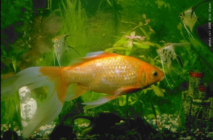 Look at my fish!: the exciting thing about comet goldfish