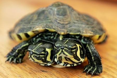 pet planet: Two-headed turtle at Brooklyn pet store