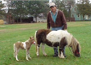 pet planet: Baby Horse