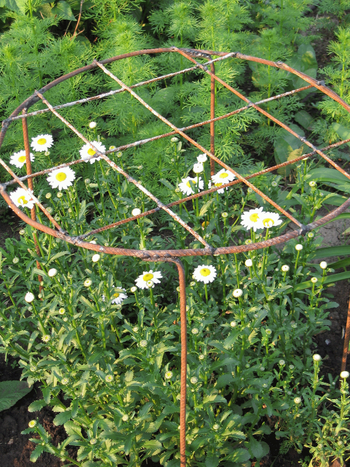 En el jardin: tutores: cuanto antes mejor.
