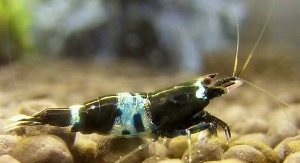 Mengenal Marfologi dan Anatomi Ikan, Udang dan Cumi ~ Education Is ...