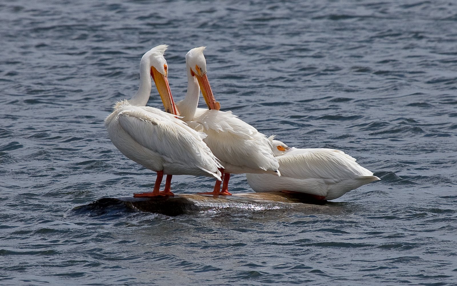 RonNewby: Pelicans Windsor Lake Colorado