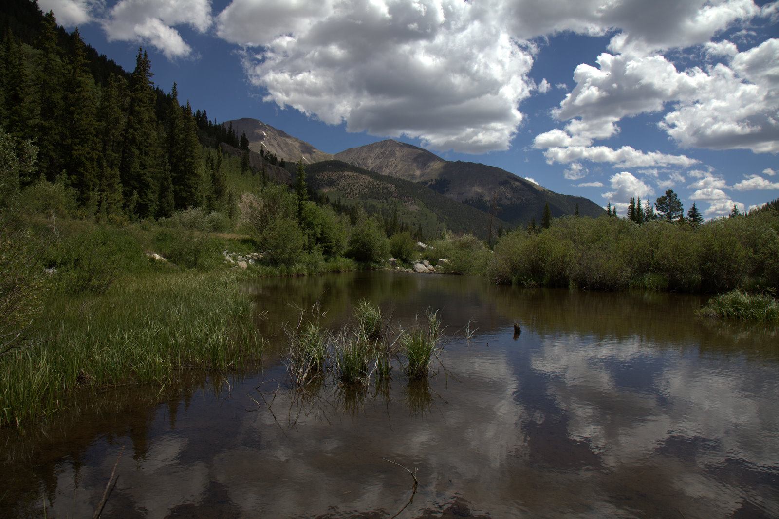 RonNewby: Beaver Pond on Cottonwood Creek near Salida Colorado