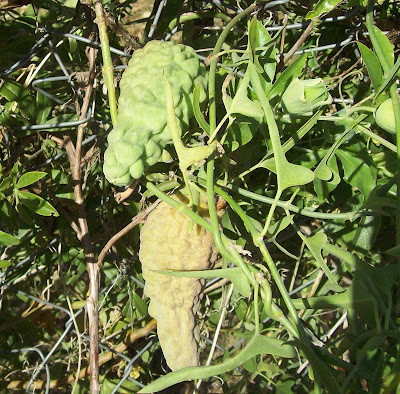 PROAVIS: Ilustres desconocidas