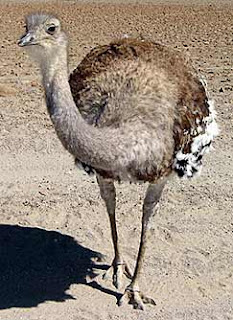 Los Animales mas lindos de Tacna