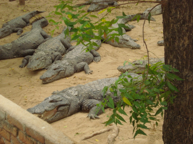 We Are A Family......: Visit to Crocodile Park of Chennai, TamilNadu