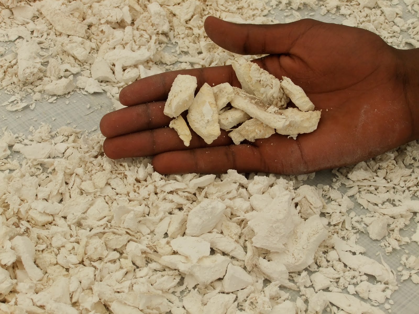 AQSpees: more than you wanted to know about cassava