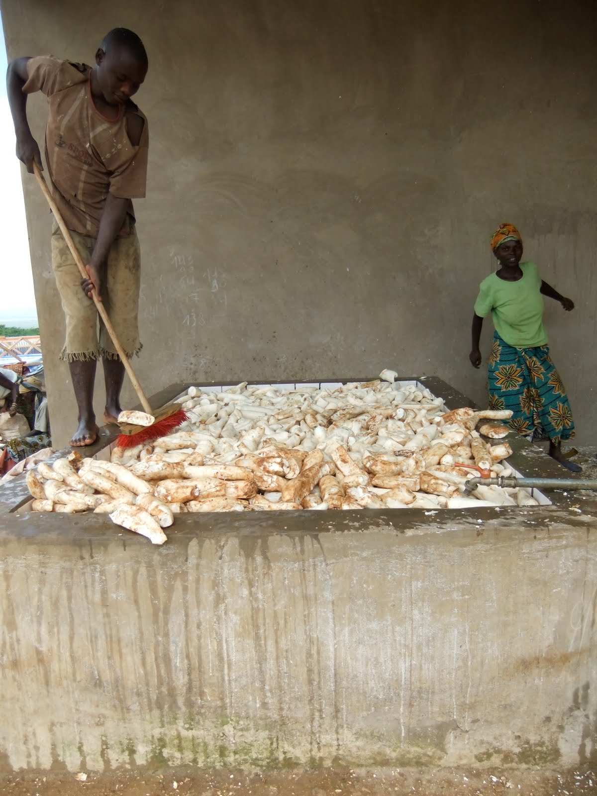 AQSpees: more than you wanted to know about cassava
