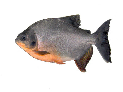 Acuicultura en Córdoba y Colombia: El Bocahico y La Cachama