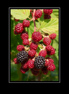 entornos / ... Alcarria, fuentes, flora y fauna: zarza