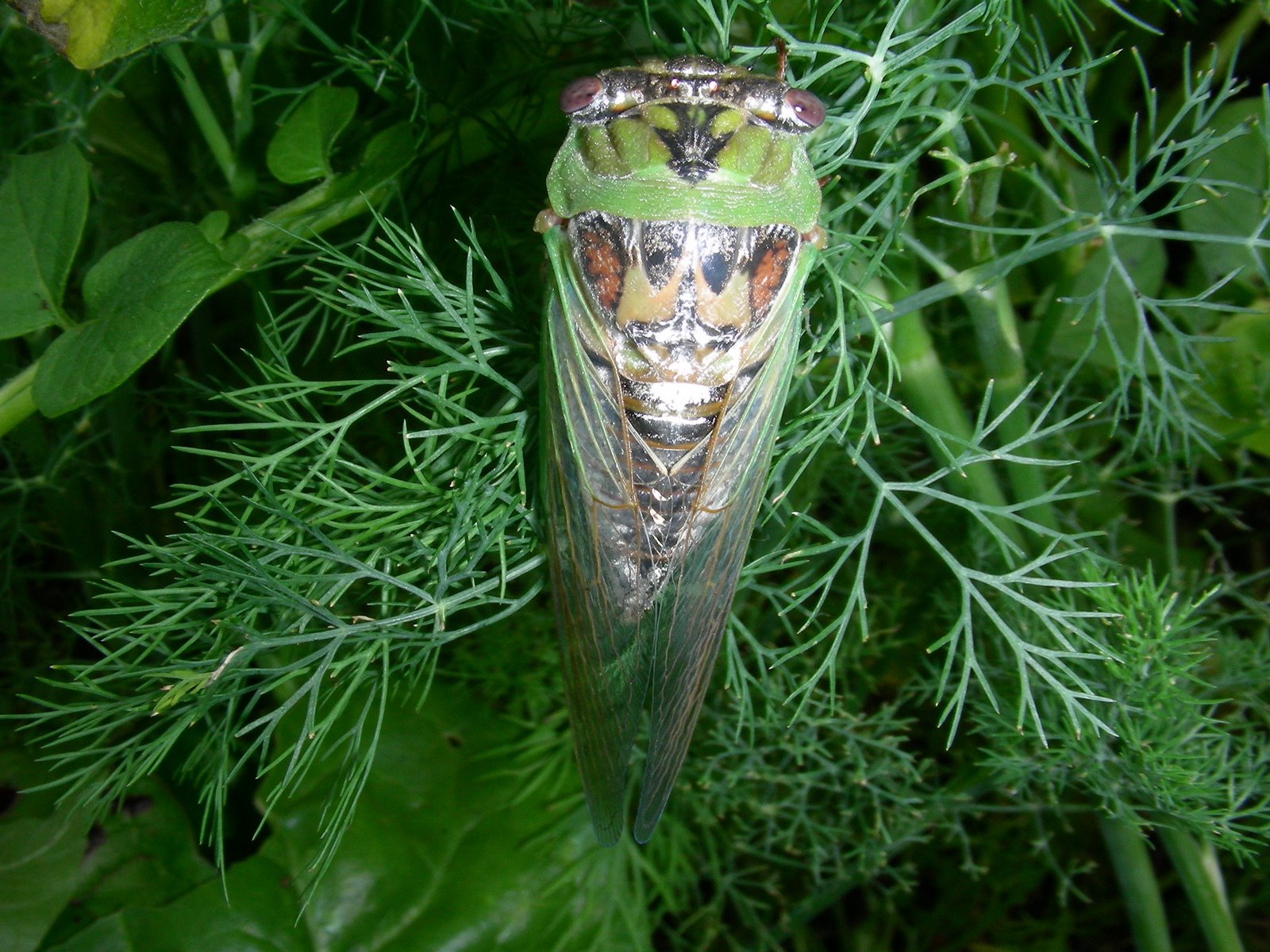 My Iowa Garden: Camera Critter Saturday-Locust