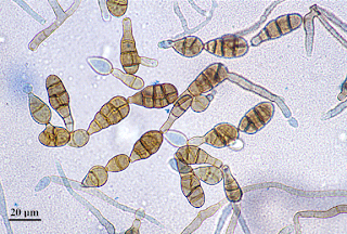 Especies de Polchaco: Alternaria sp.