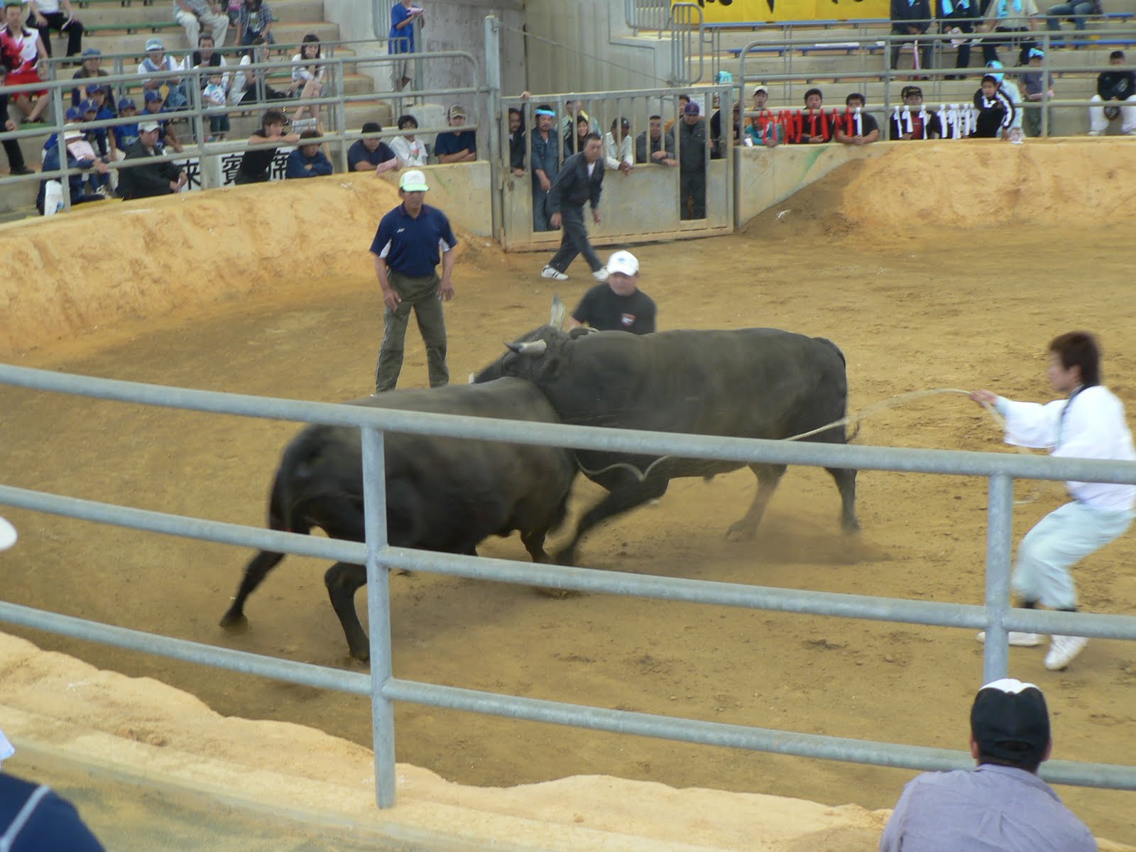 Okinawa 365: Our first Bullfight!