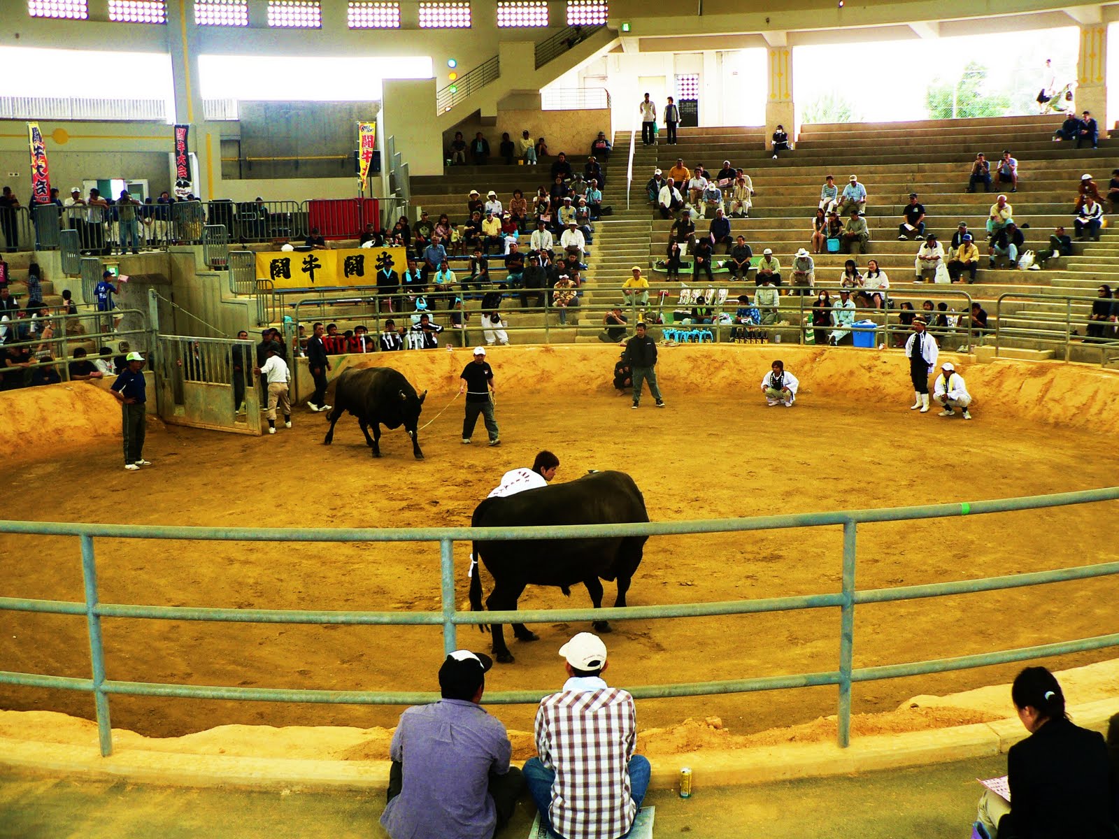 Okinawa 365: Our first Bullfight!