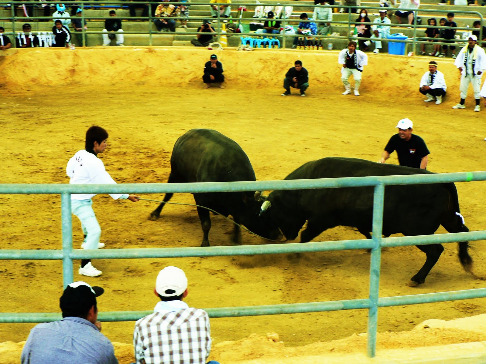 Okinawa 365: Our first Bullfight!