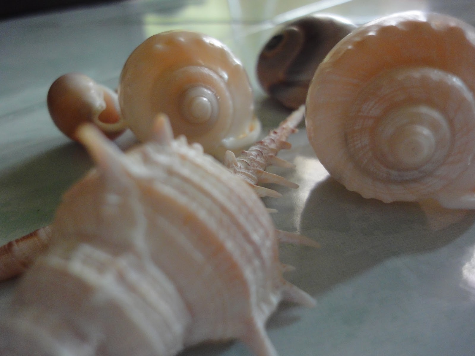 sandiwara duniawi: Pantai & Cengkerang...