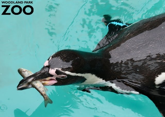 Penguin Catching Fish