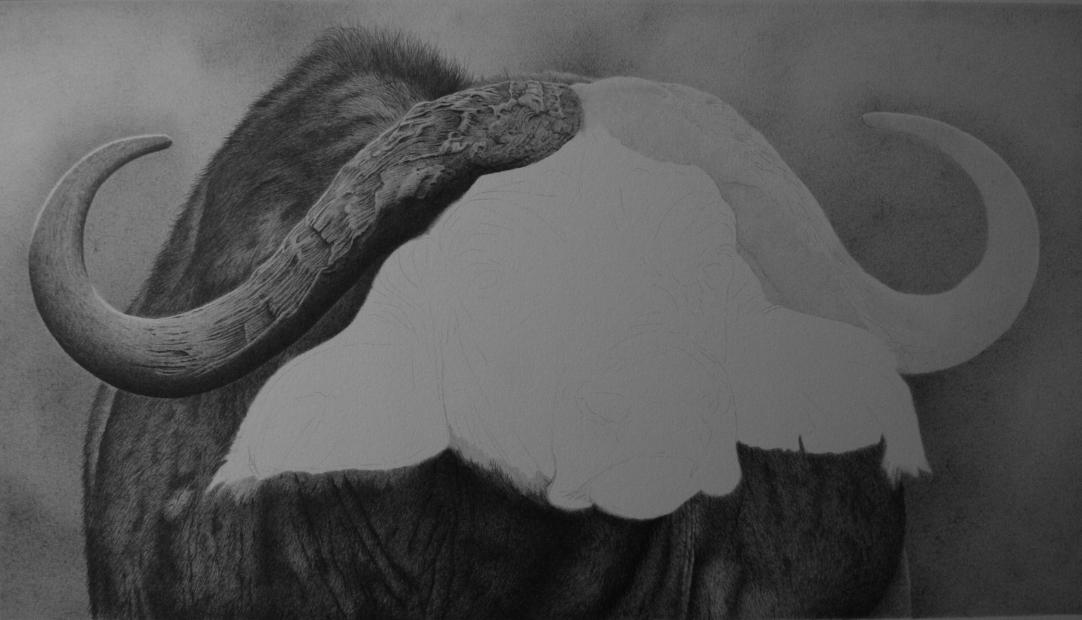 Clive Meredith Wildlife Art: Cape Buffalo drawing update