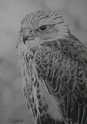 Clive Meredith Wildlife Art: Saker Falcon drawing complete