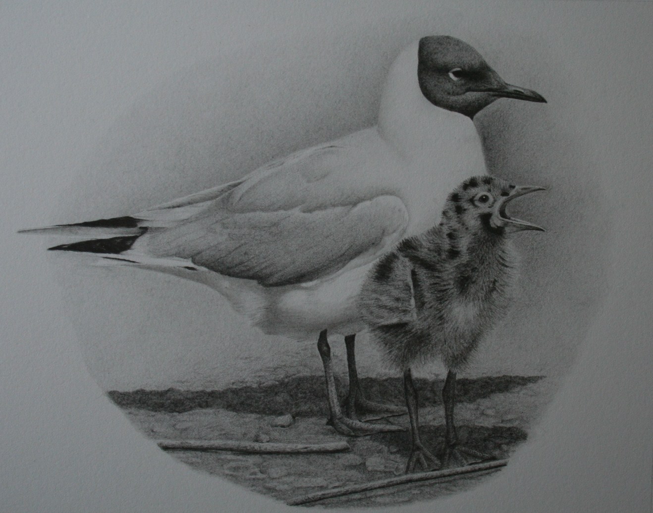 Clive Meredith Wildlife Art: Black-Headed gull and chick sketch 7" x 10"
