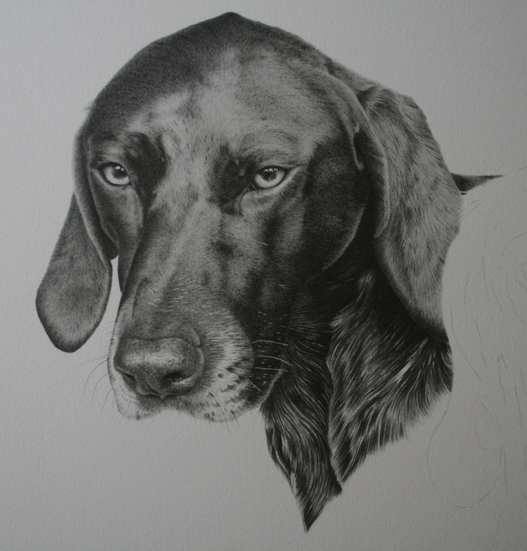 Clive Meredith Wildlife Art: Buster completed