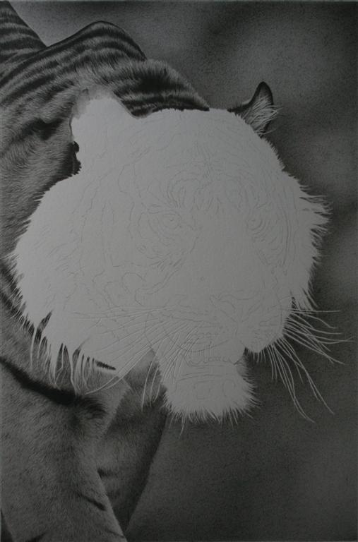 Clive Meredith Wildlife Art: Sumatran Tiger drawing update