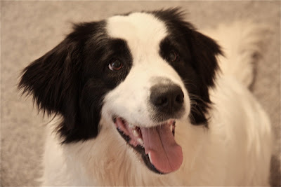 the foster roster: bandit :: great pyrenees/border collie mix