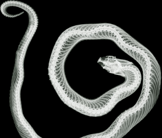 Ultimate Examples of X-Ray Photography by Nick Veasey | ~Spicx~