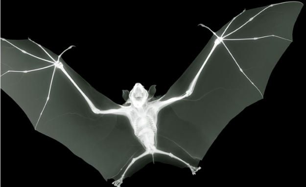 Ultimate Examples of X-Ray Photography by Nick Veasey | ~Spicx~