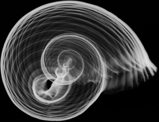 Ultimate Examples of X-Ray Photography by Nick Veasey | ~Spicx~