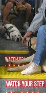 Guide Dog Training: How to Adopt A Retired Guide Dog?