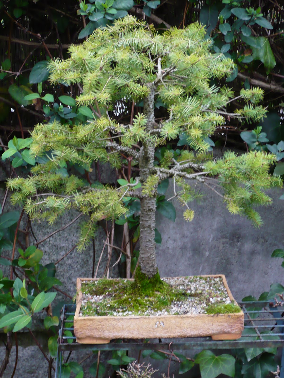 BONSAI GARDEN: PINO DE OREGON (INVIERNO 2008)