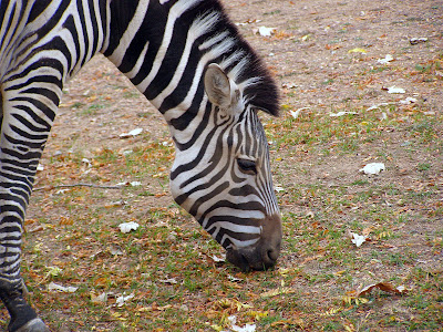 photography exposure: zebra at como zoo