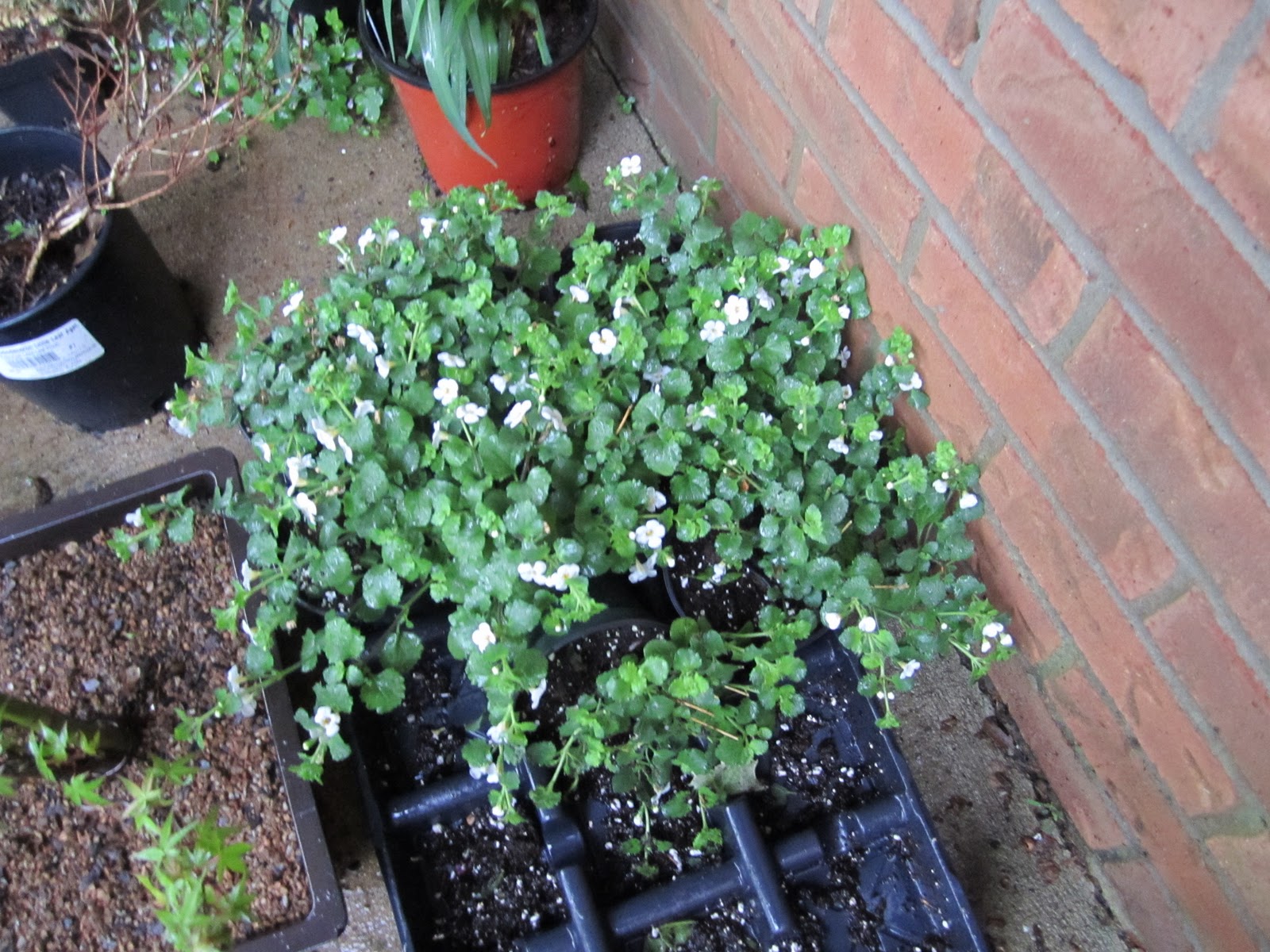 Gone Walkabout: Amish Plant Auction