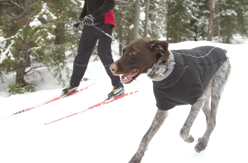 Lucky Talks Skiing And Your Dog lucky-talks-skiing-and-your-dog