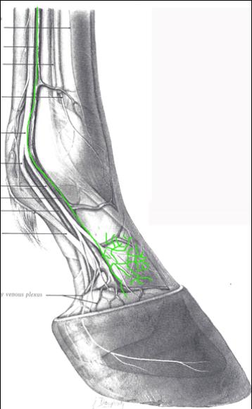 Stald Ydre Udgaard: CPL i tunge heste
