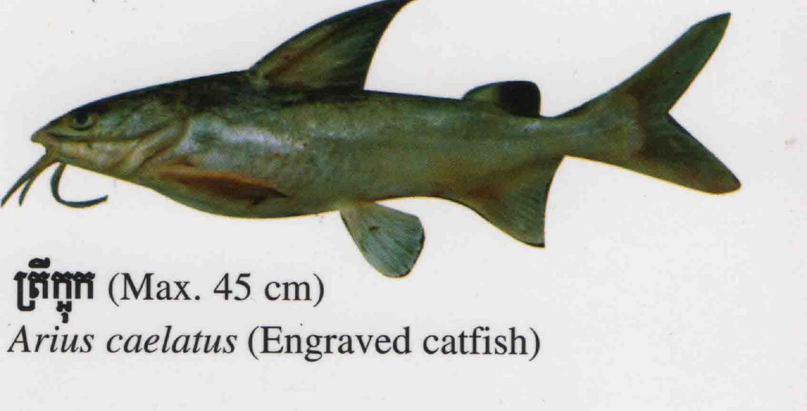 Cambodia Fish