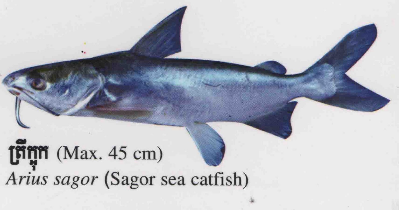 Cambodia Fish