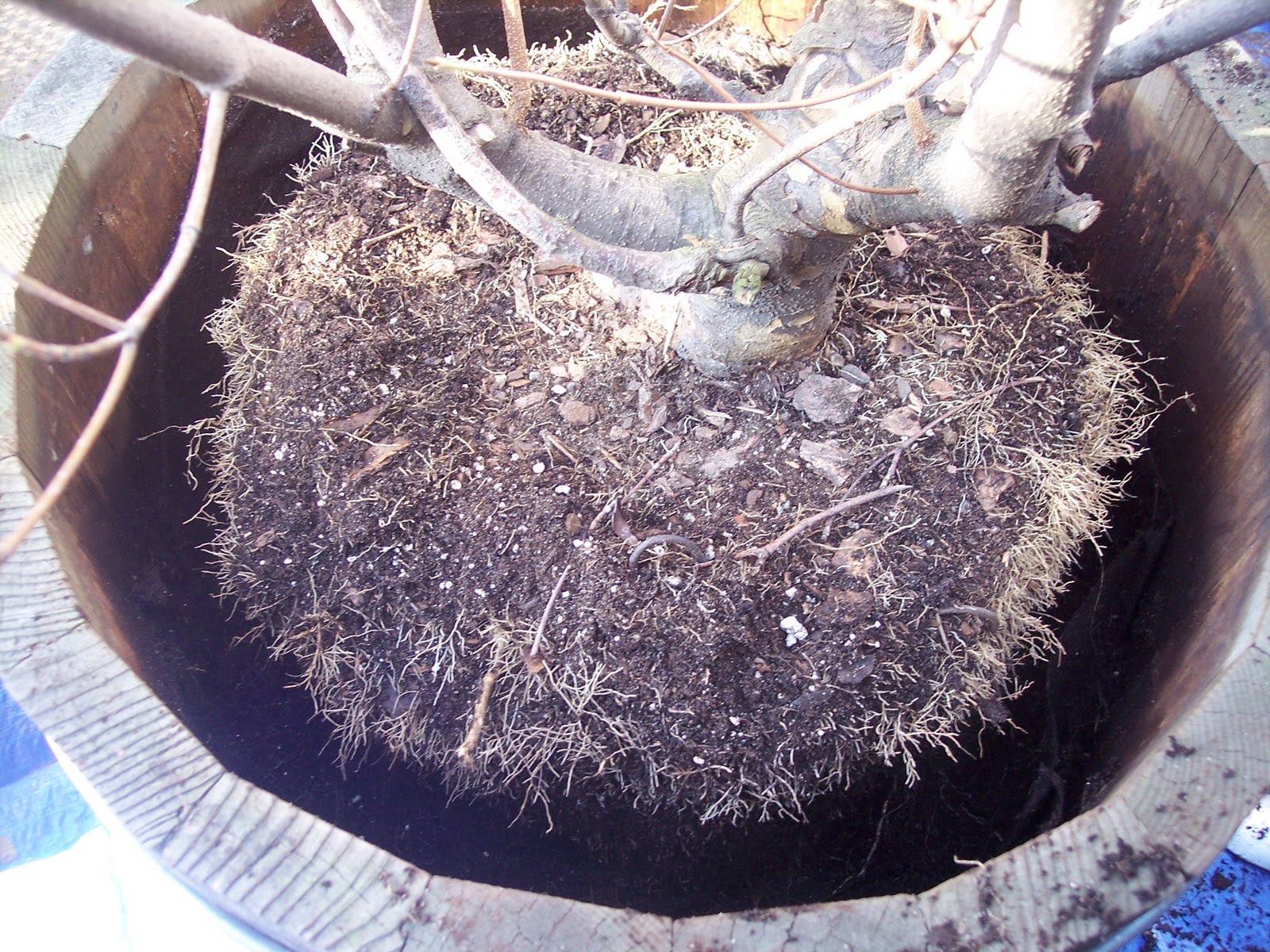 Rooftop Gardens NYC: Root Pruning Container Plants