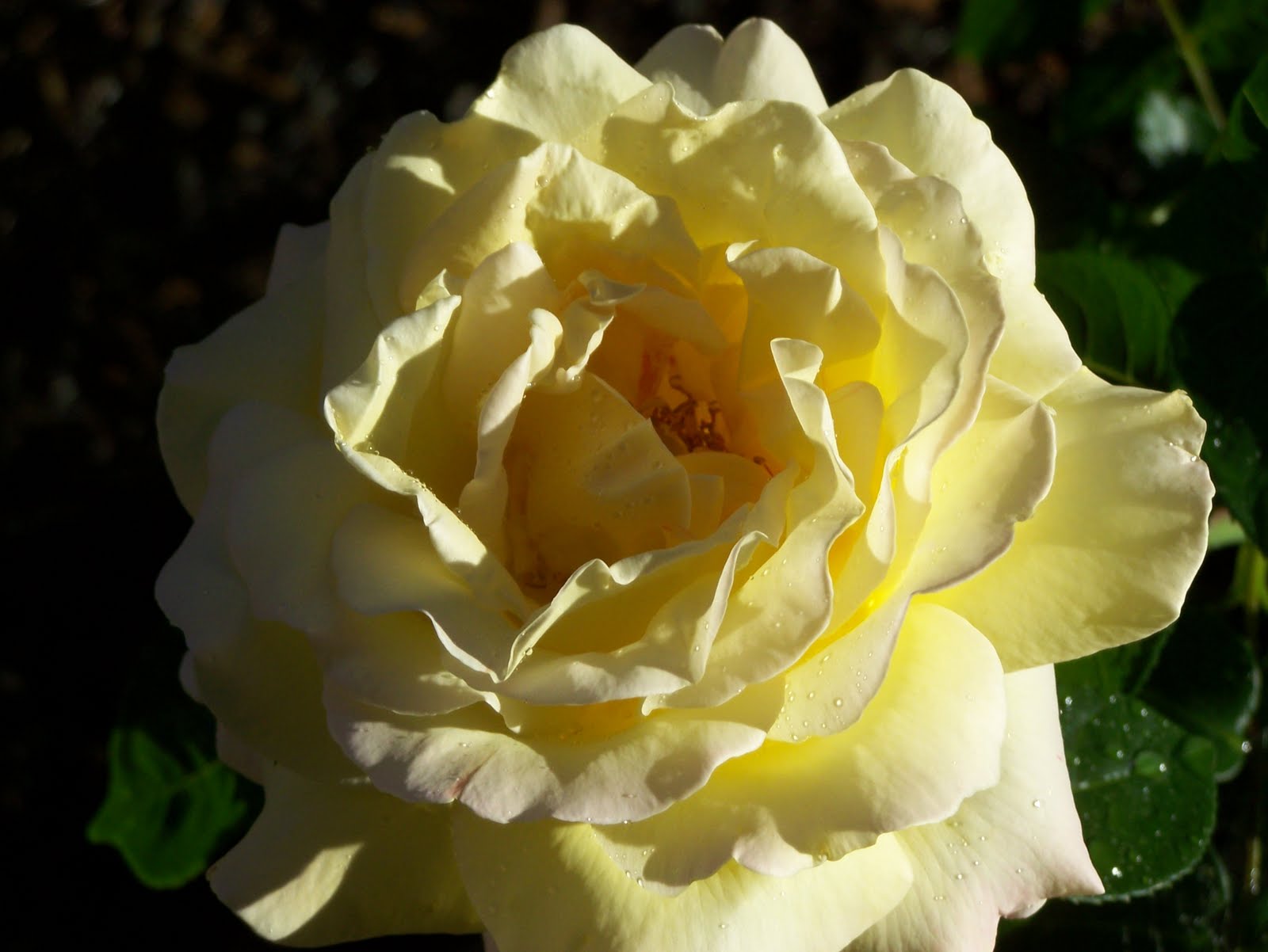 Pretty Spring Flowers | Simple.Beautiful.Life.