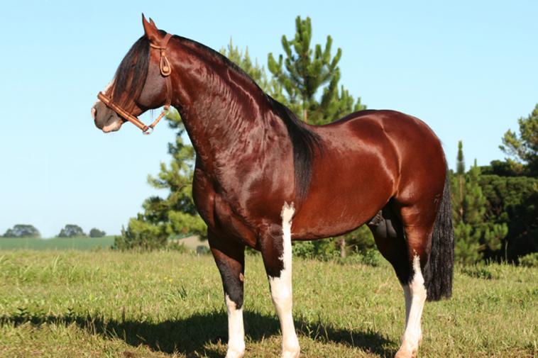 Cavalo Crioulo: Chefes da Raça Crioula