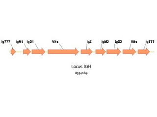 Genes de anticuerpos: El locus IGH en el pez espinoso