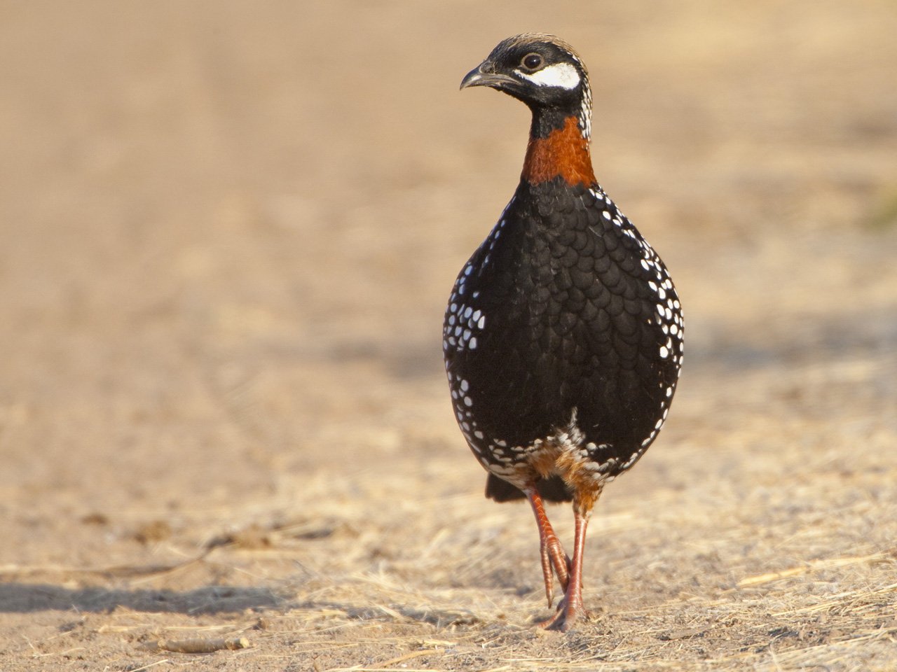 My Sweet World !!: Indian State Birds