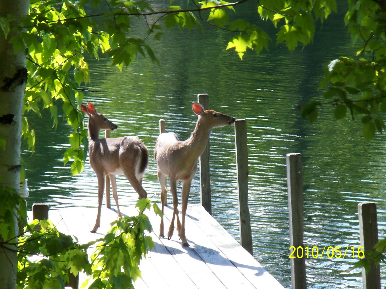 Three Elm: Summer scenes