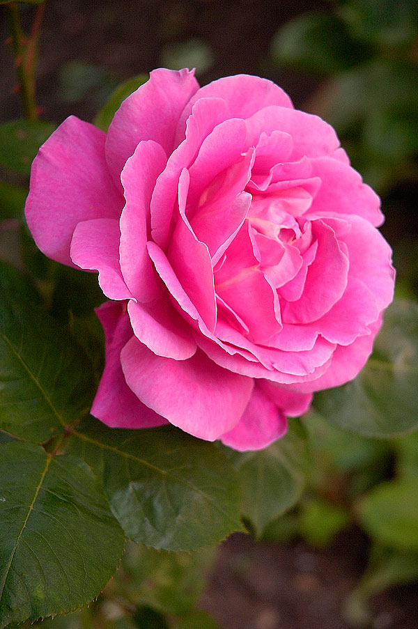 Rose Pink Because Color Pink Roses rose-pink-because-color-pink-roses