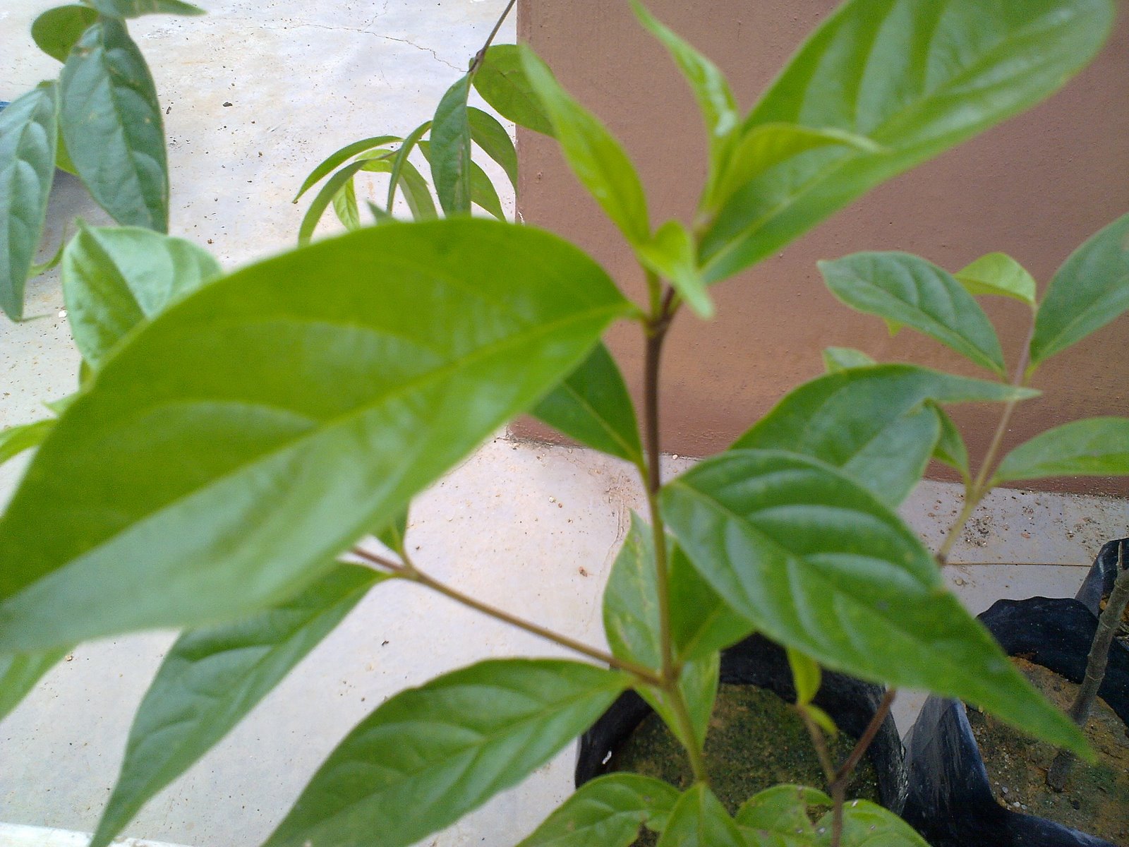 IGB Inoculum Premium: Cendana